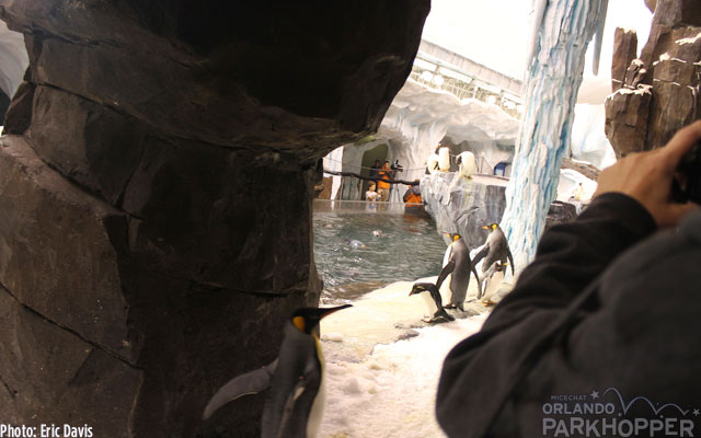 Behind the Scenes at SeaWorld's Antarctica Penguin Habitat