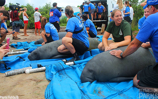 SeaWorld Orlando returns 4 rescued manatees to the wild