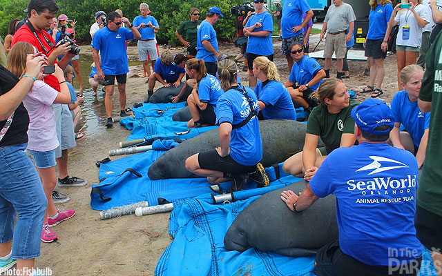 SeaWorld Orlando returns 4 rescued manatees to the wild