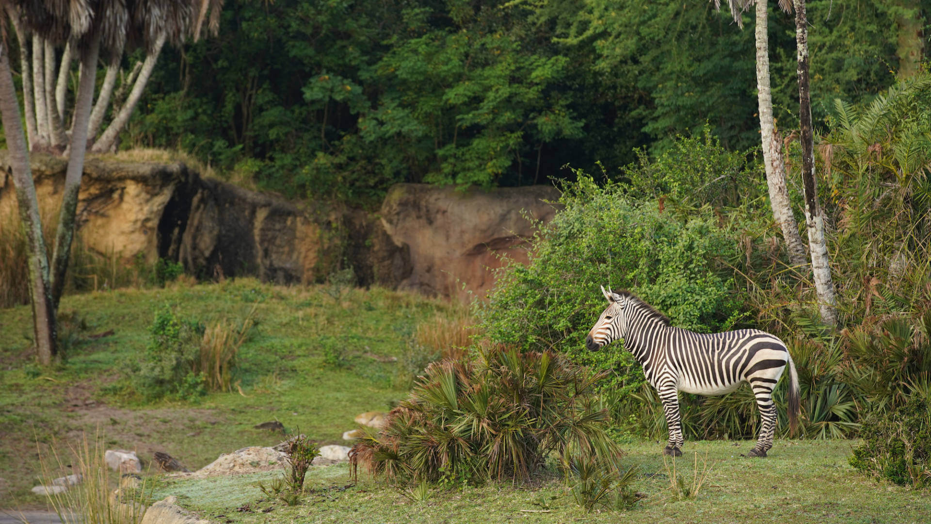 Lions, and Tigers, and Sharks, Oh My! The Magic of Disney's Animal ...
