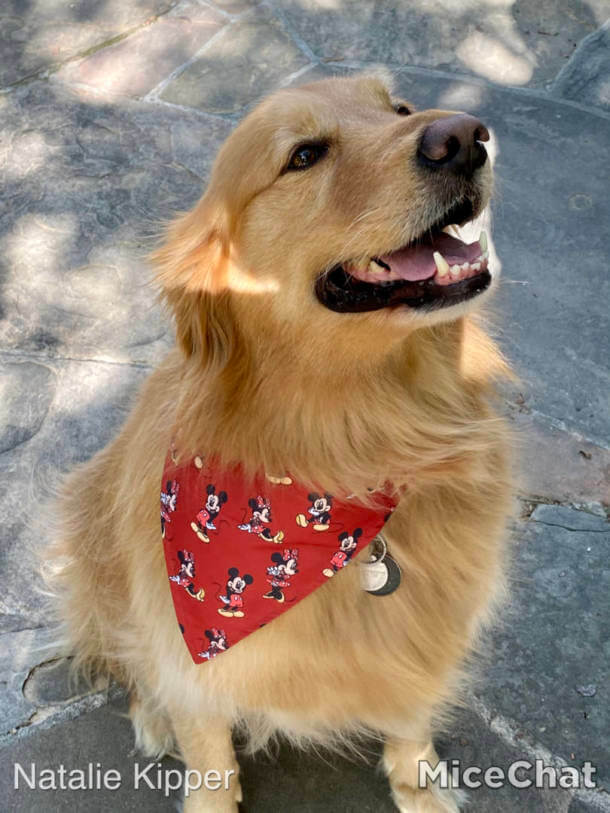 Disney Merchandise for Dogs and Cats