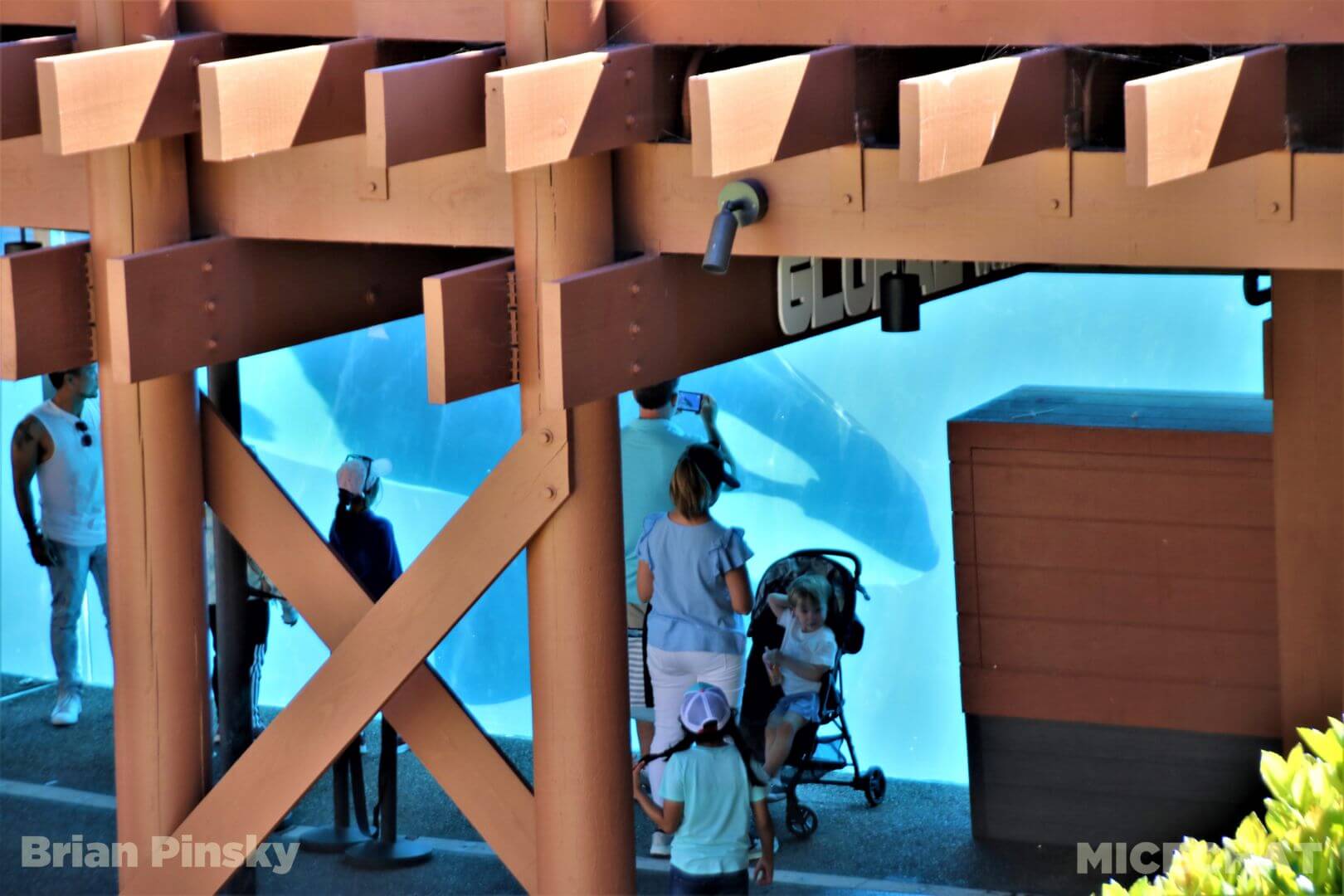SeaWorld San Diego_Orca Stadium Crowds 2 - MiceChat