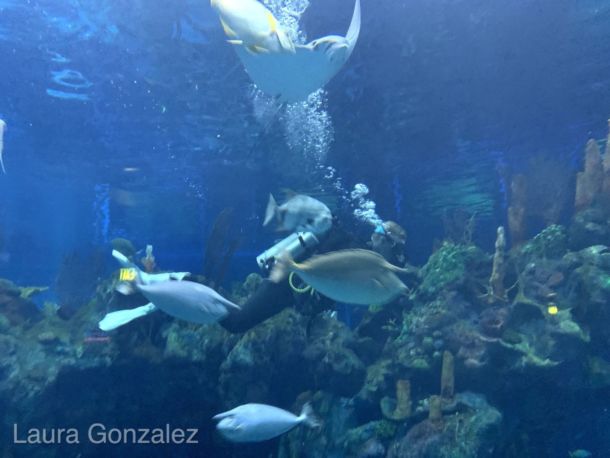 EPCOT for Kids - Top Picks for a Fun-Filled Day