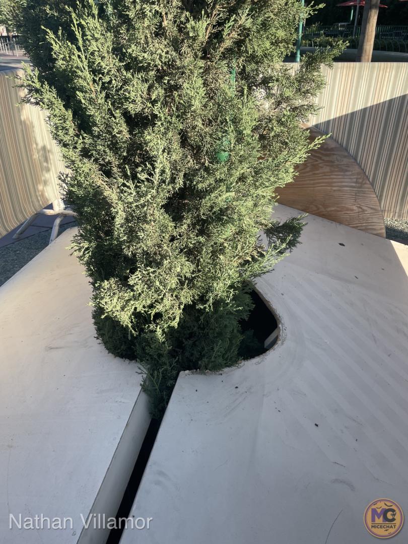 Disneyland Downtown Disney Esplanade tree cage installed planted ...