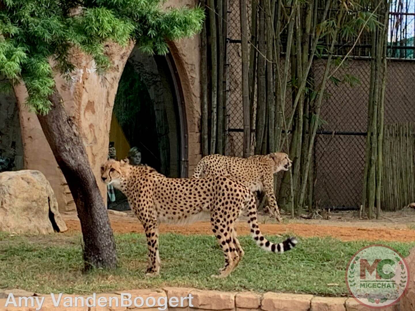 busch gardens cheetas - MiceChat