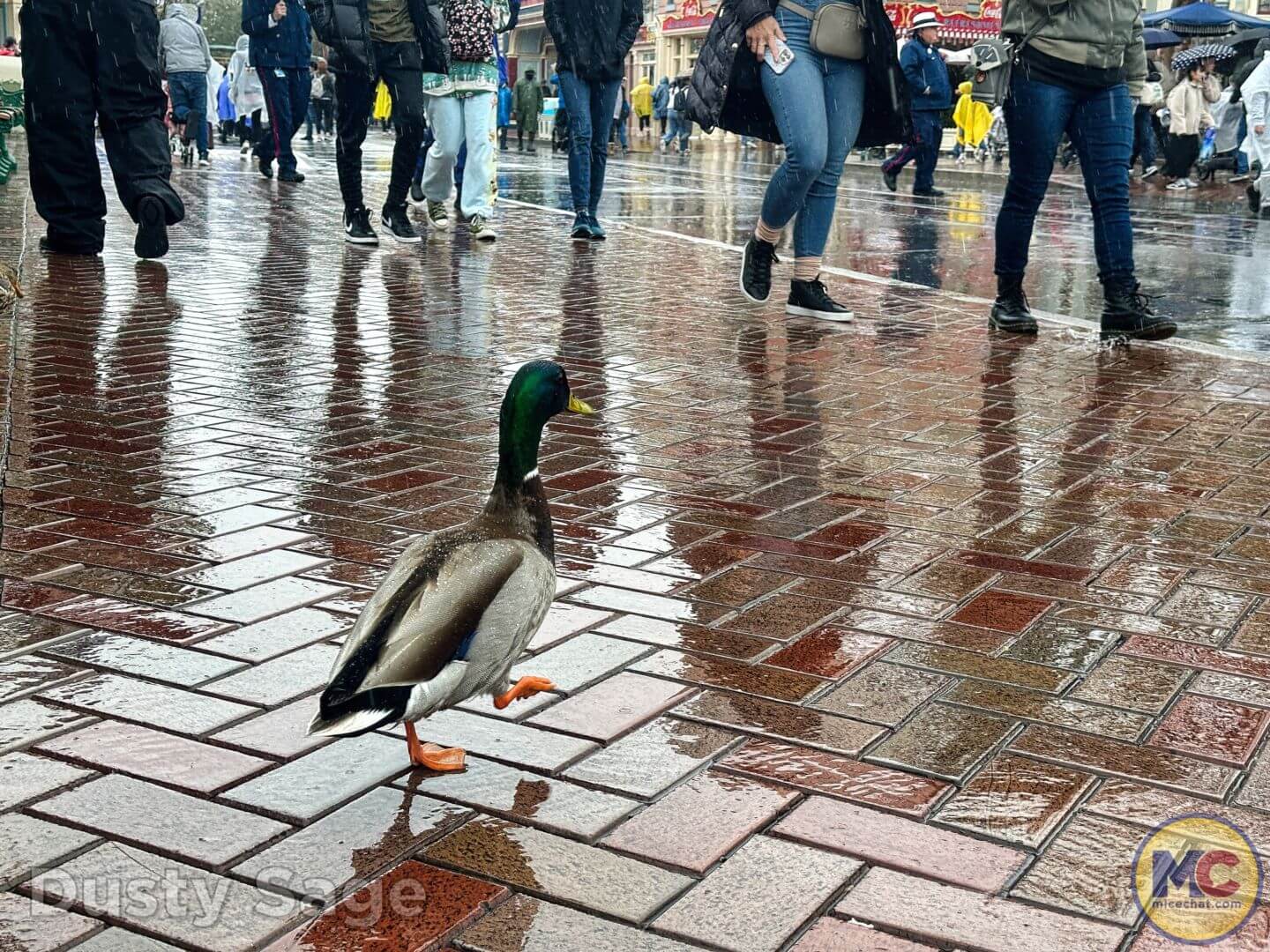 Disneyland-News-rain duck 1-MiceChat - MiceChat