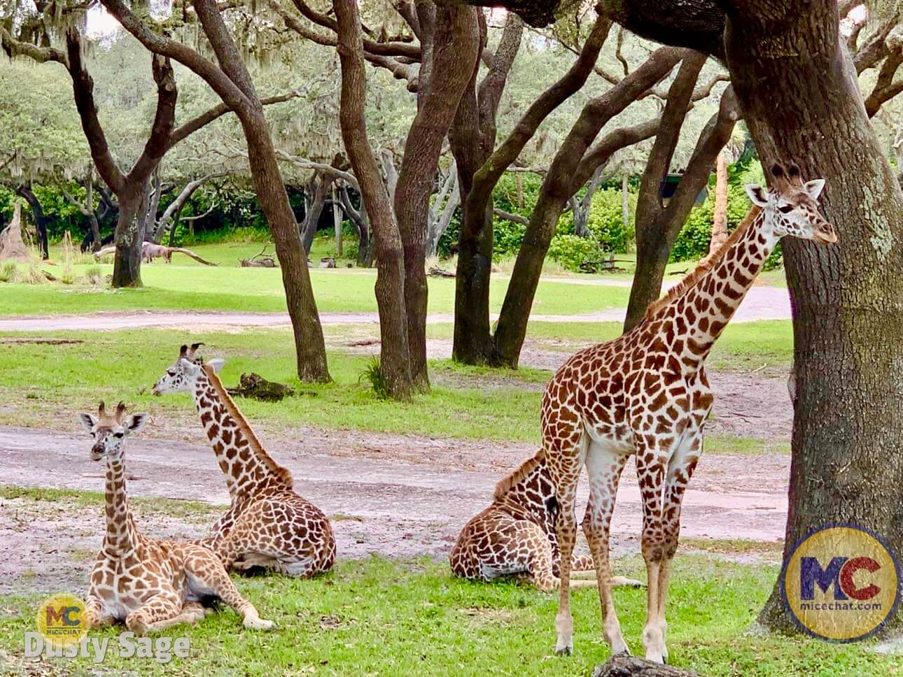 25 Animals for the 25th Anniversary of Disney's Animal Kingdom!