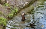 25 Animals for the 25th Anniversary of Disney's Animal Kingdom!