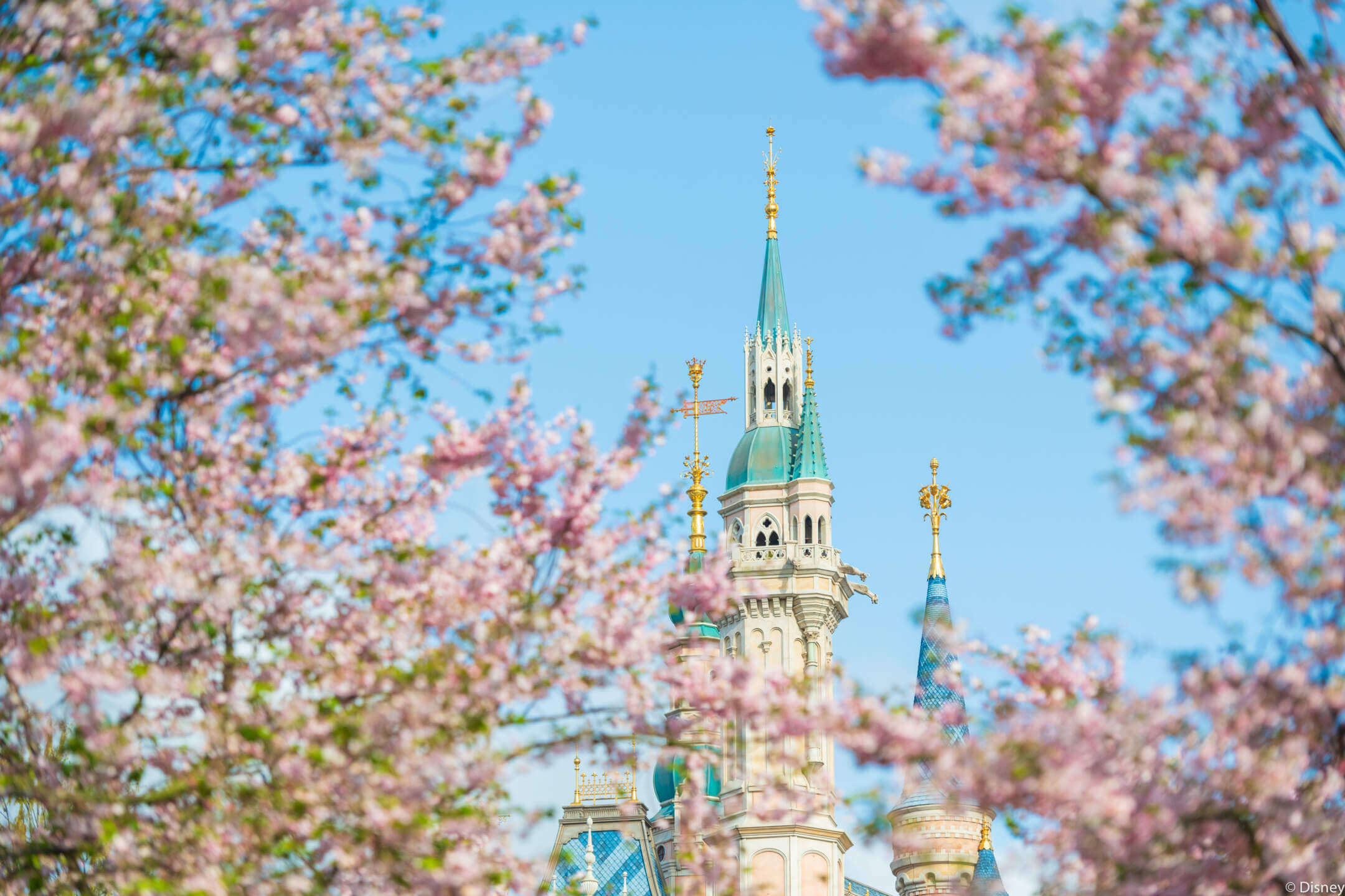 Shanghai Disneyland Castle and Pink Trees - MiceChat