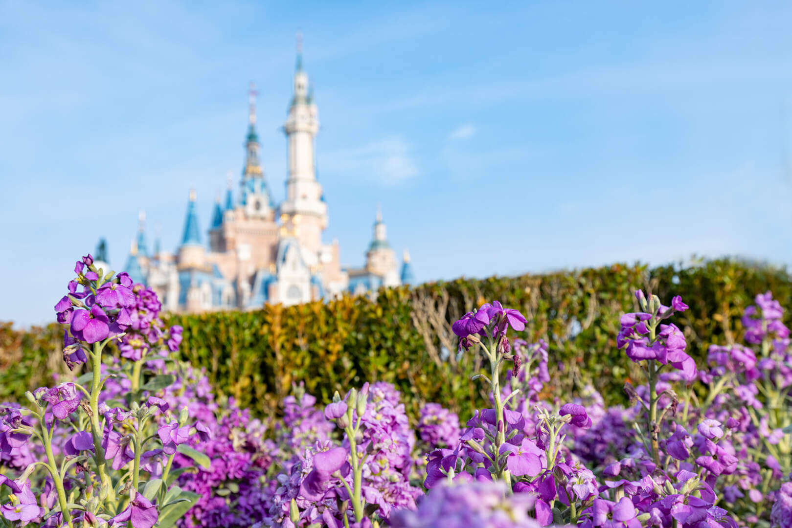 Shanghai Disneyland Spring News: Blooms, Treats & Crazy Yoga!
