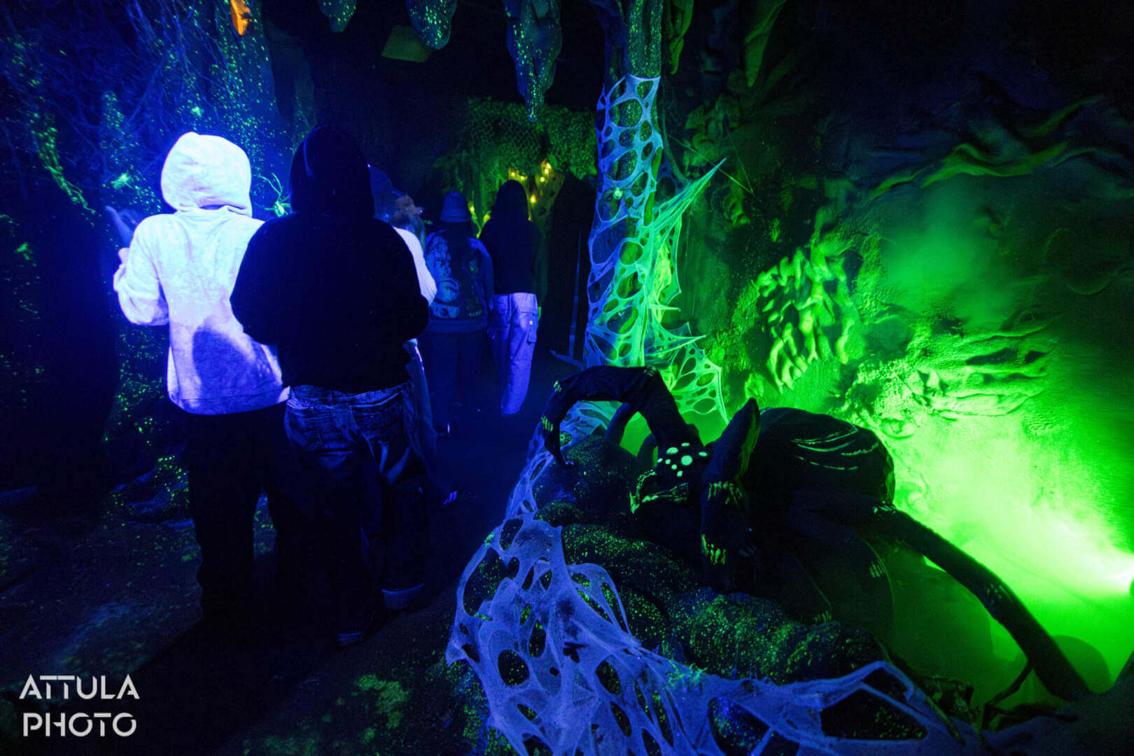 Explore the Spider’s Lair: The Dark Secrets of Knott’s Widows!
