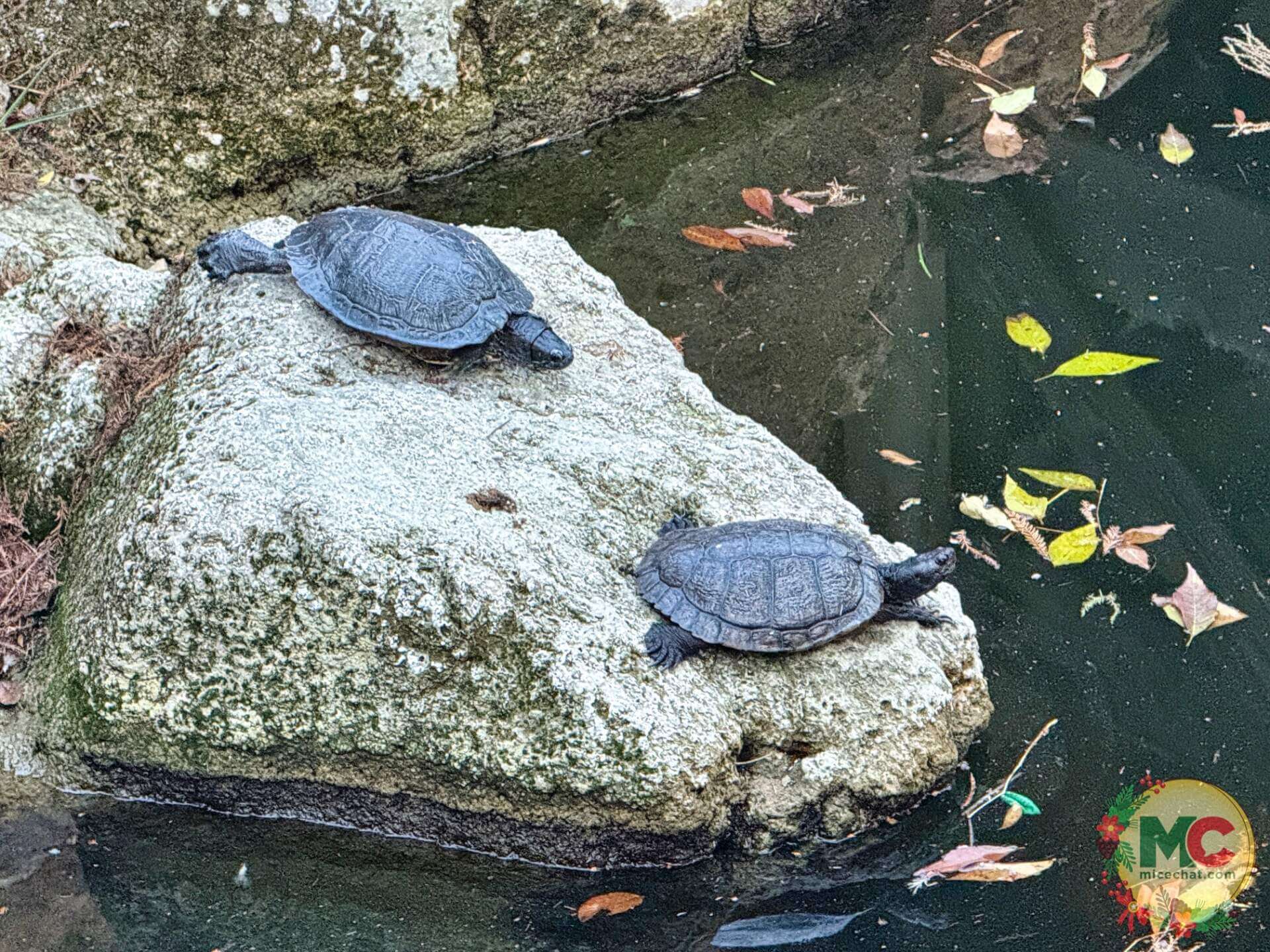 disneyland construction big thunder turtles MiceChat - MiceChat